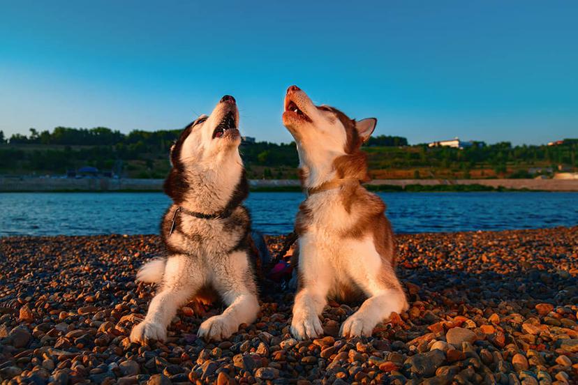 Why Do Dogs Howl? Understanding This Ancient Canine Behavior - PetLab Co