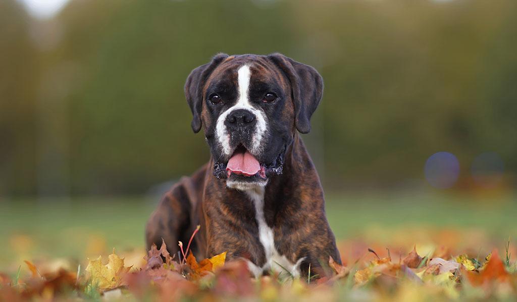 Boxer Lifespan: How Long Do Boxers Live? - PetLab Co