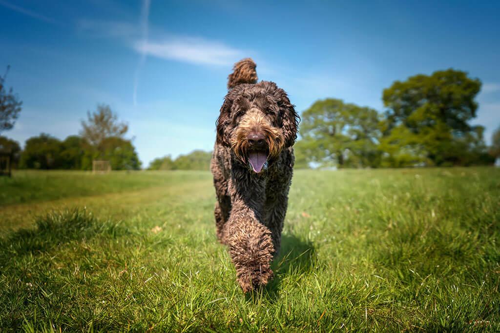 Labradoodle Lifespan: How Long Do They Live? - PetLab Co