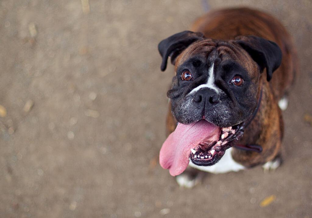 Boxer Teeth: Dental Issues & Breed-Specific Care Tips - PetLab Co