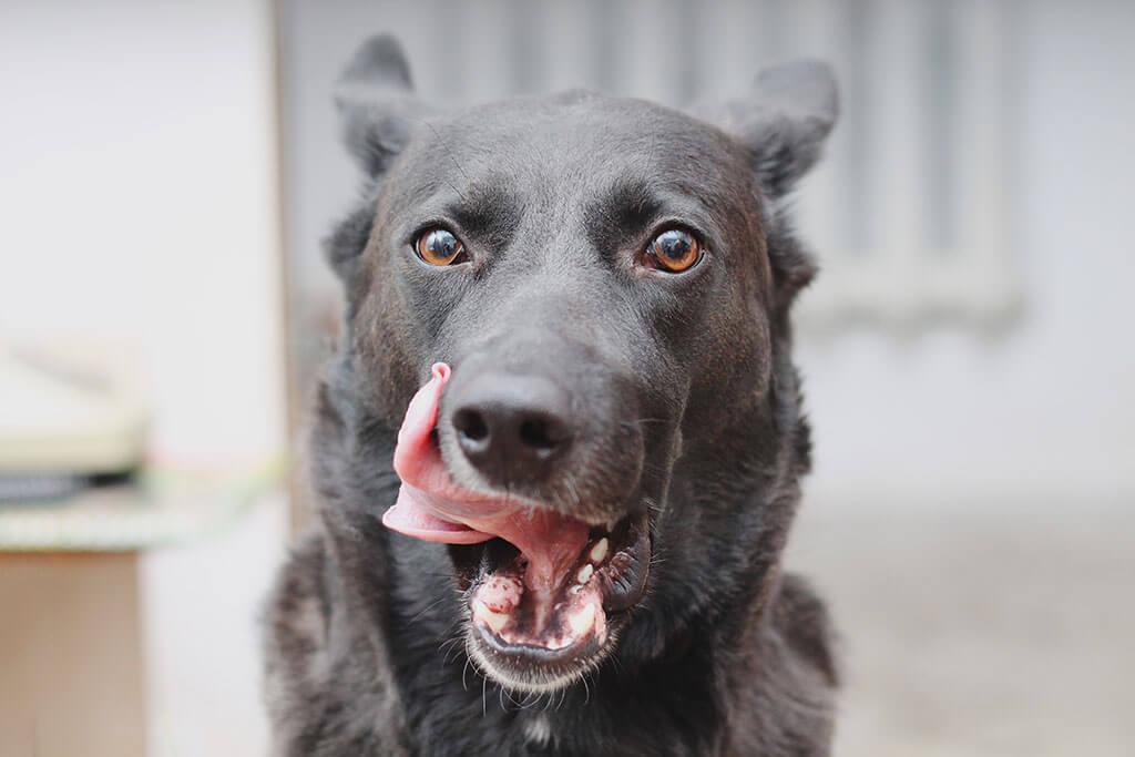 Dog Mouth Sores: Causes, Signs & Treatment Options - PetLab Co