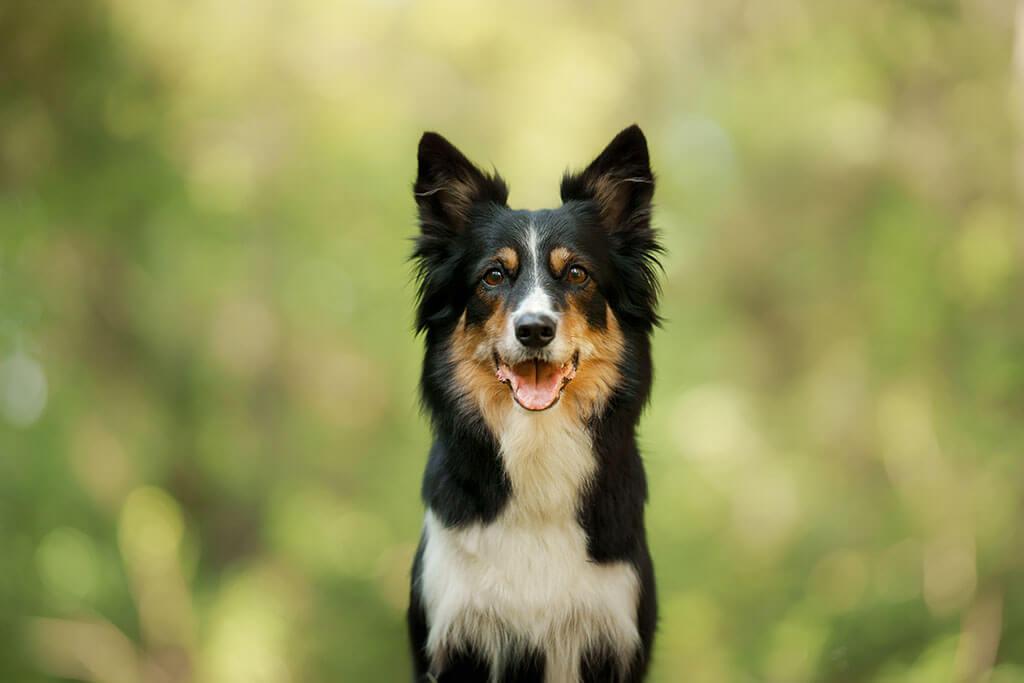 Can I Give My Dog Imodium? A Vet Explains Potential Risks - PetLab Co
