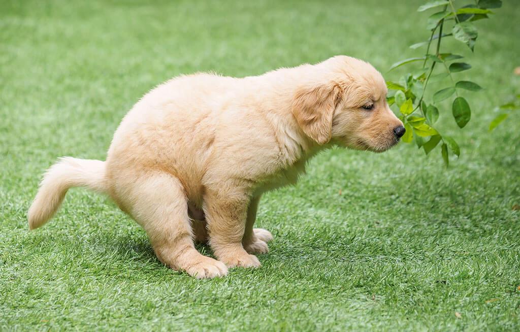 How Often Do Puppies Poop? What to Expect & Housetraining Tips - PetLab Co