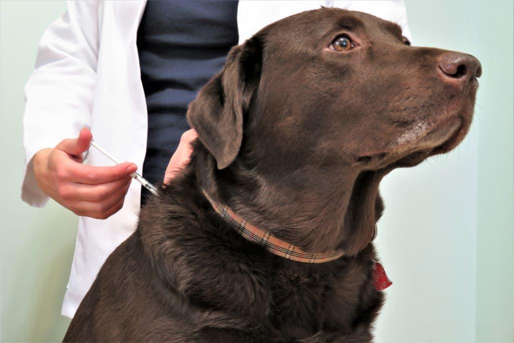 Allergy Shots for Dogs: Do Immunotherapy Options Work? - PetLab Co
