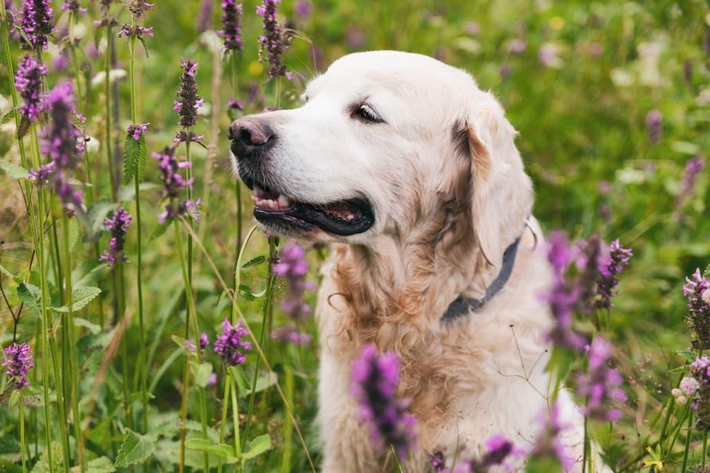 What Can I Give My Dog for Allergies? A Vet Explains - PetLab Co