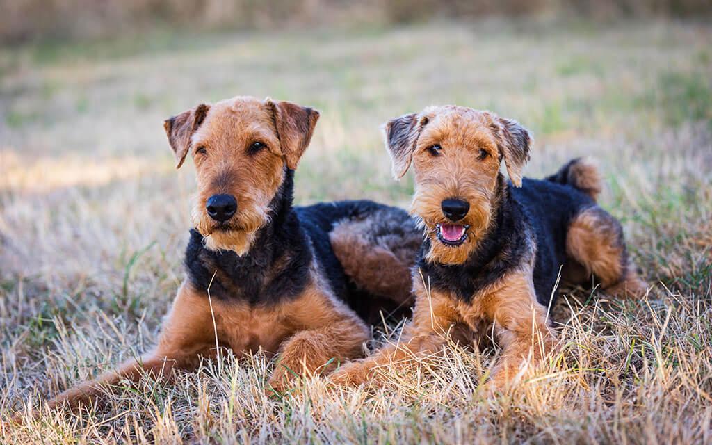 Airedale Terrier Grooming Guide: At-Home Tips & Tricks - PetLab Co