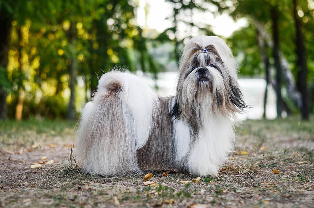 Shih Tzu Lifespan: How Long Do Shih Tzu Live? - PetLab Co