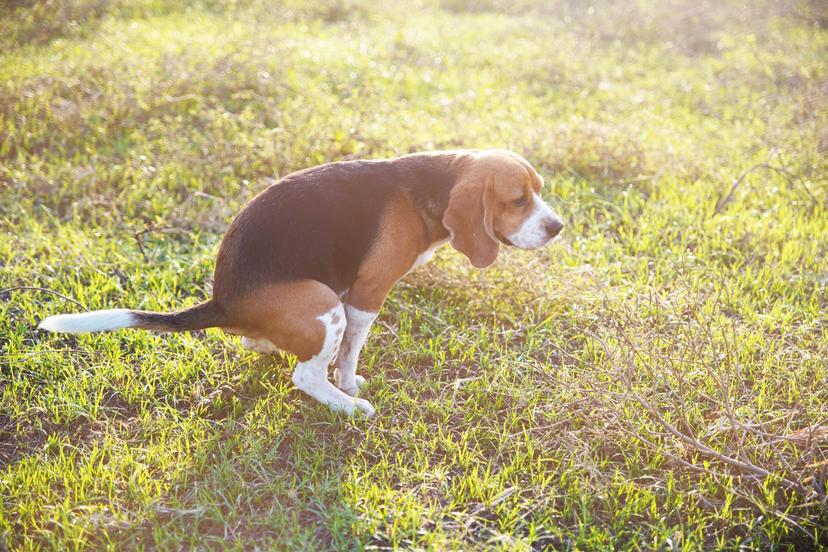 Dog Straining To Poop: 8 Common Reasons & How To Help
