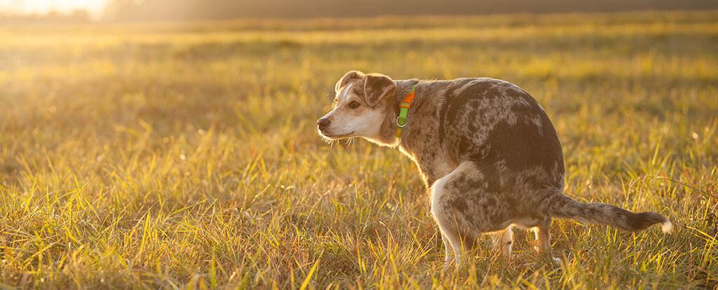 Orange Dog Poop: 7 Causes Explained By a Vet - PetLab Co