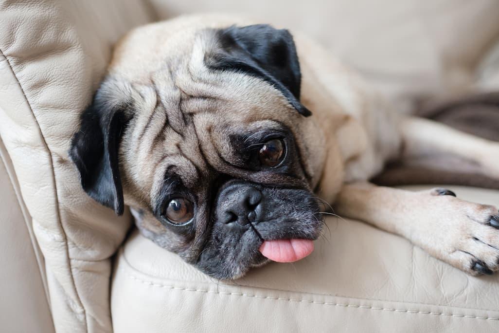 What Is Hanging Tongue Syndrome In Dogs? Signs & Causes