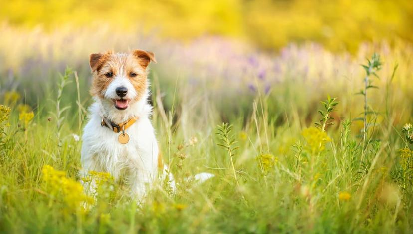 Can Dogs Be Allergic to Pollen? Symptoms & How to Help - PetLab Co