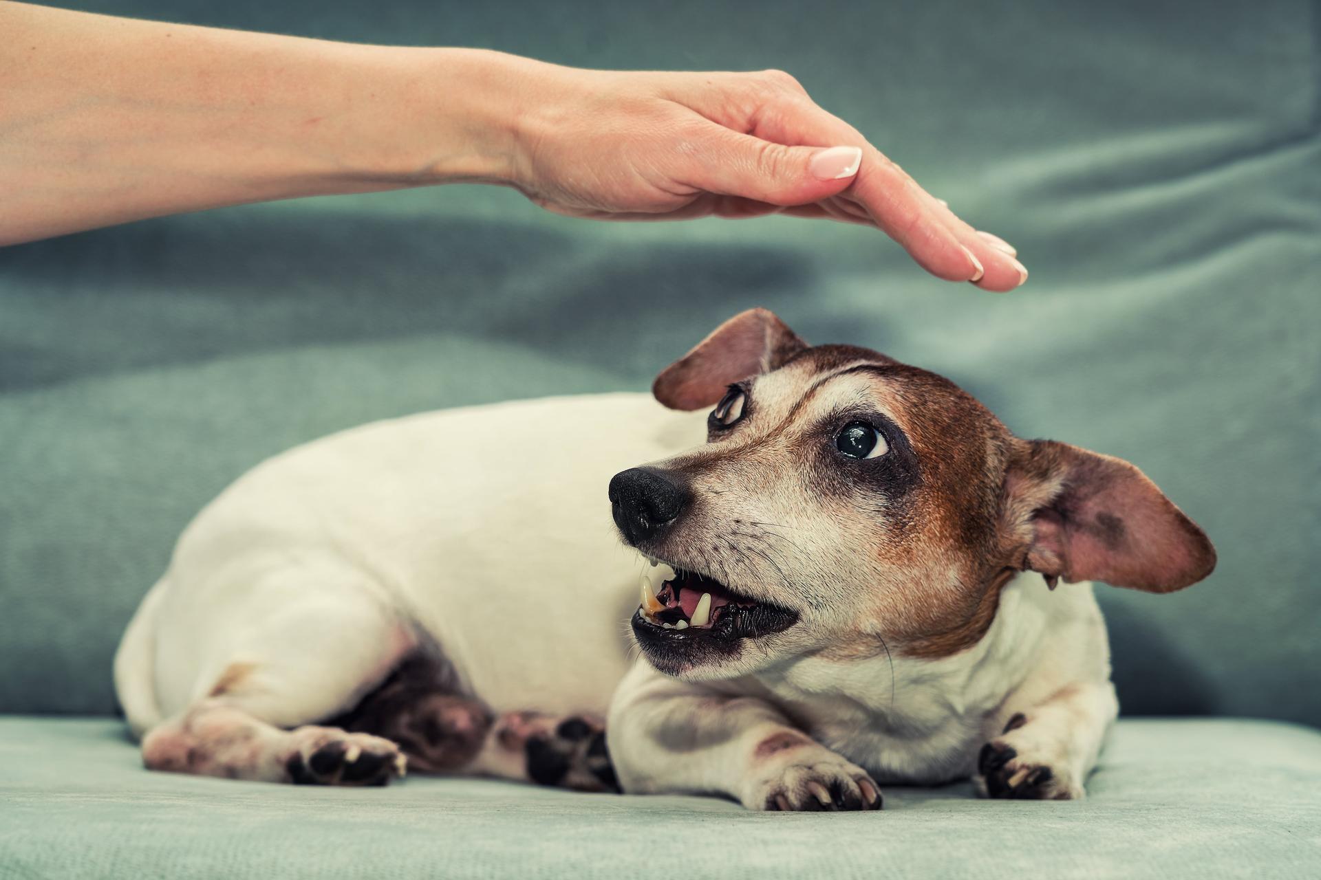 Why Is My Dog Suddenly Aggressive? A Vet Explains - PetLab Co.