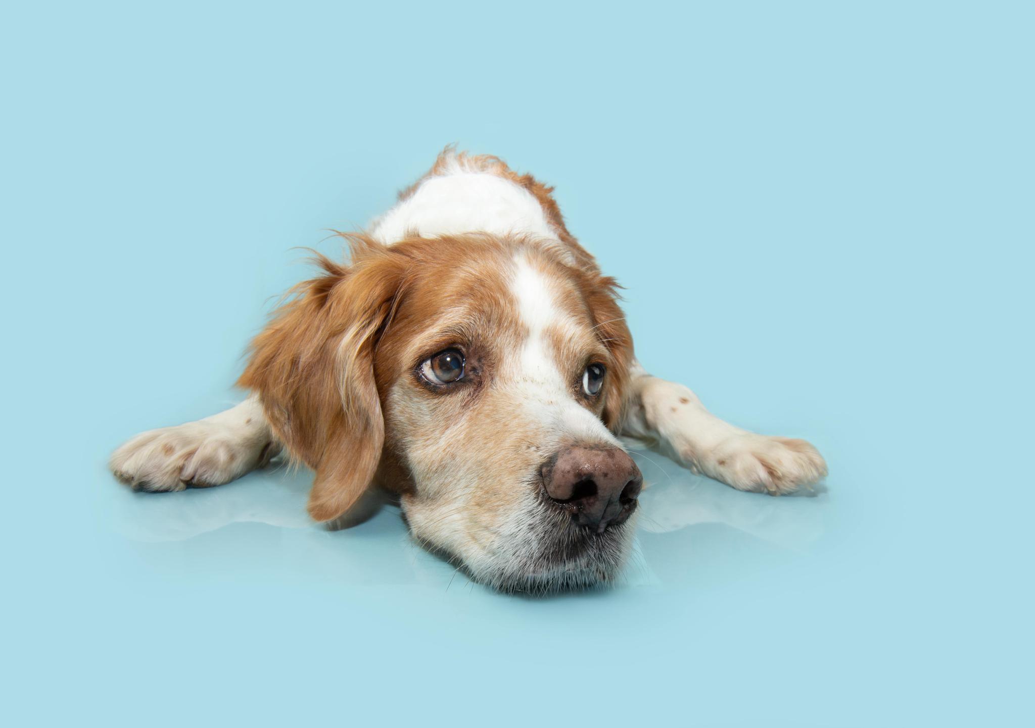 The Most Common Dog Health Problems & What To Do