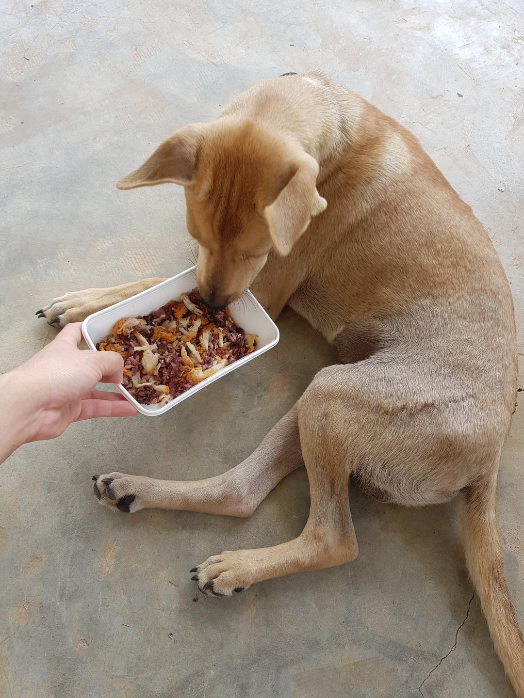 How Much Chicken and Rice Should I Feed My Dog By Weight