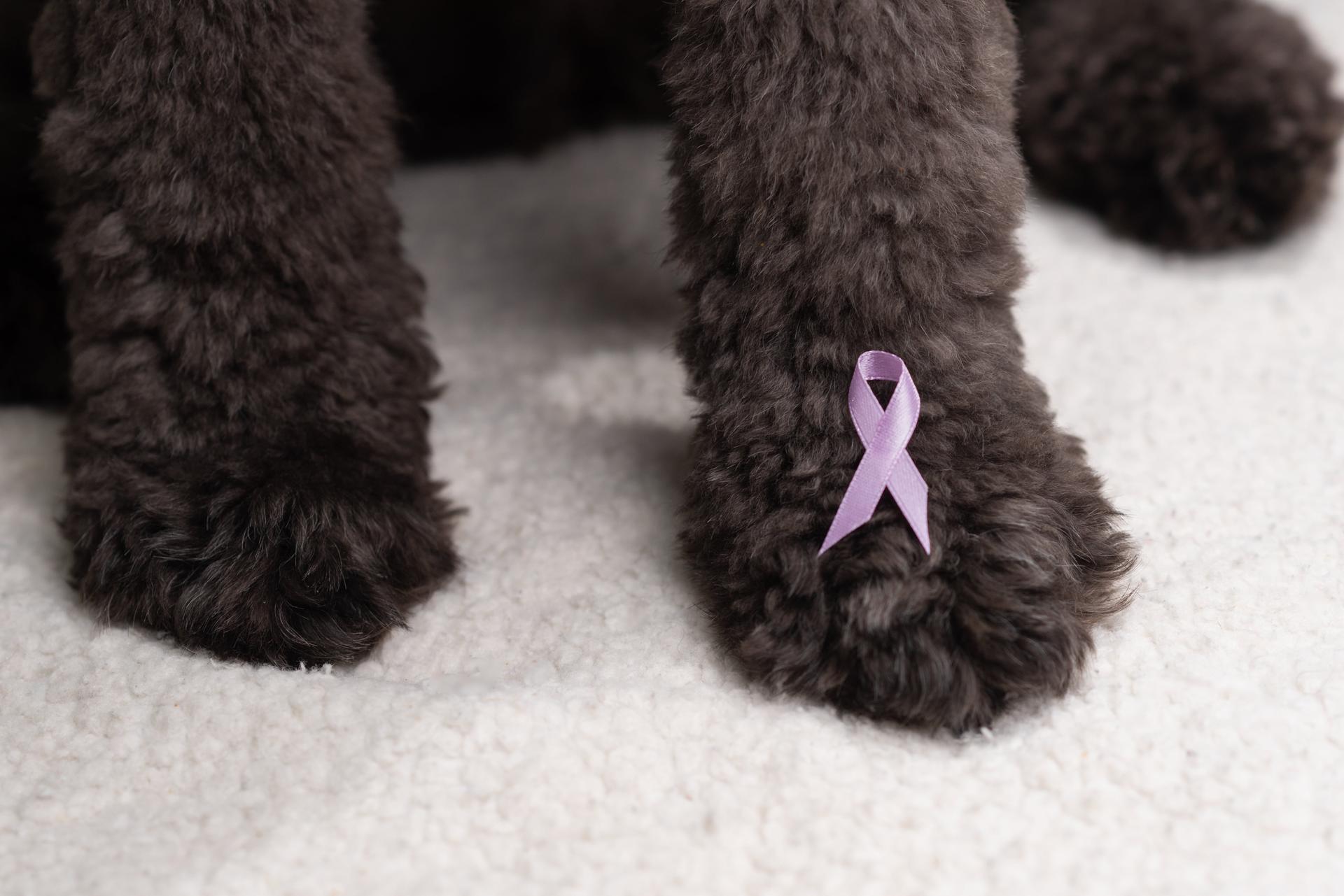 Dog Mouth Cancer: Signs & Symptoms of Cancer in Dogs