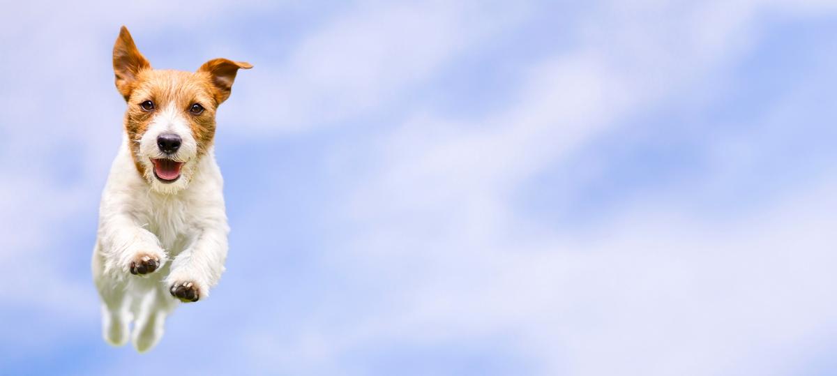 How High Can Dogs Jump? A Breakdown By Breed