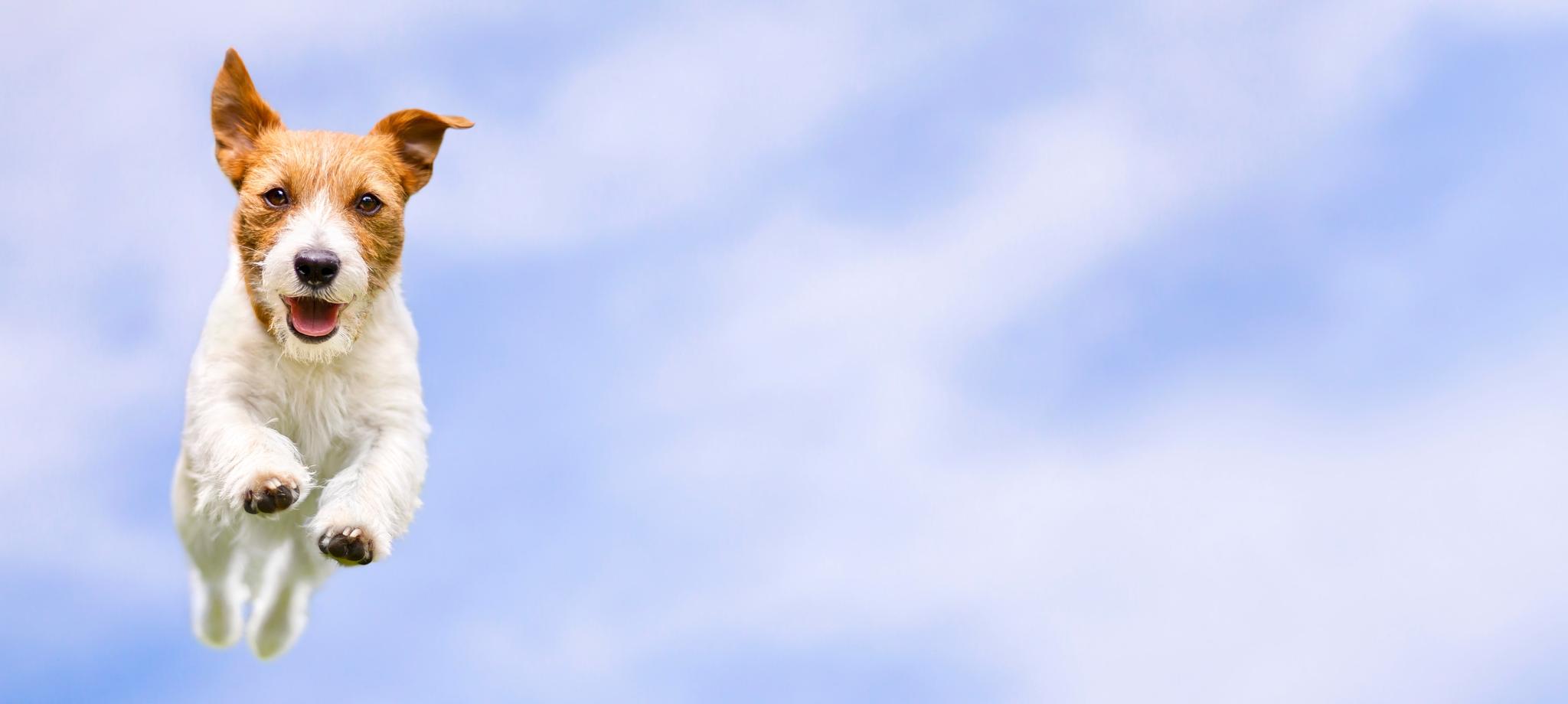 How High Can Dogs Jump? A Breakdown By Breed