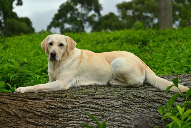 Labrador Retriever Lifespan: How Long Does a Labrador Live?