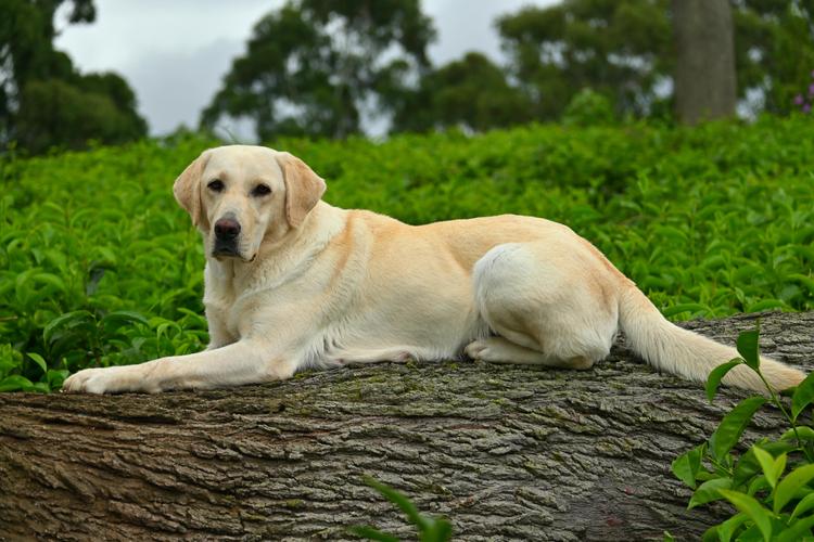 Labrador Retriever Lifespan: How Long Does a Labrador Live?