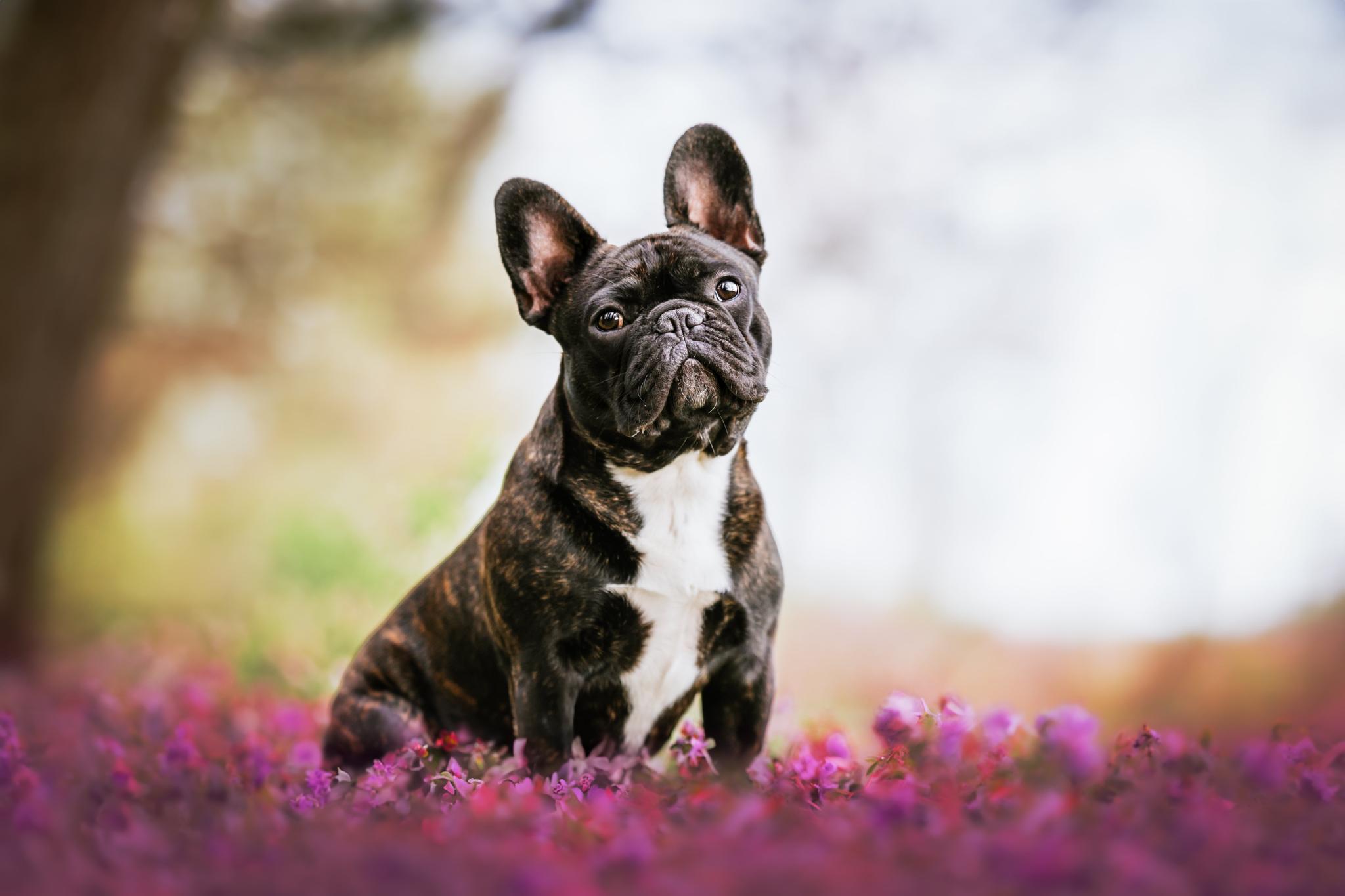 Bulldog Lifespan - How Long Do Bulldogs Live?