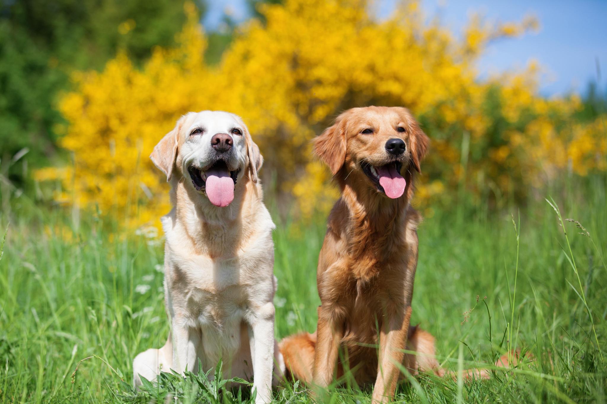 Labrador Retriever vs Golden Retriever: Which Breed is Best?