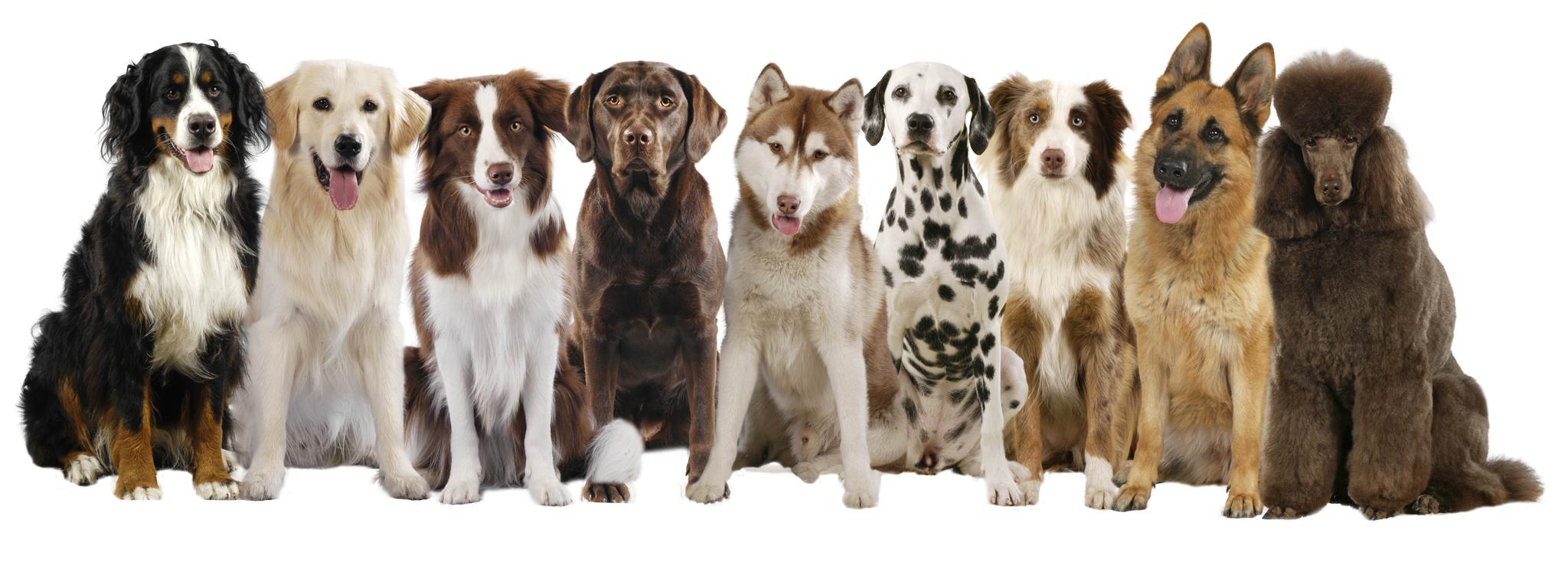 Smartest Dogs Ranked by Breed: How Smart Is Your Dog? - PetLab Co