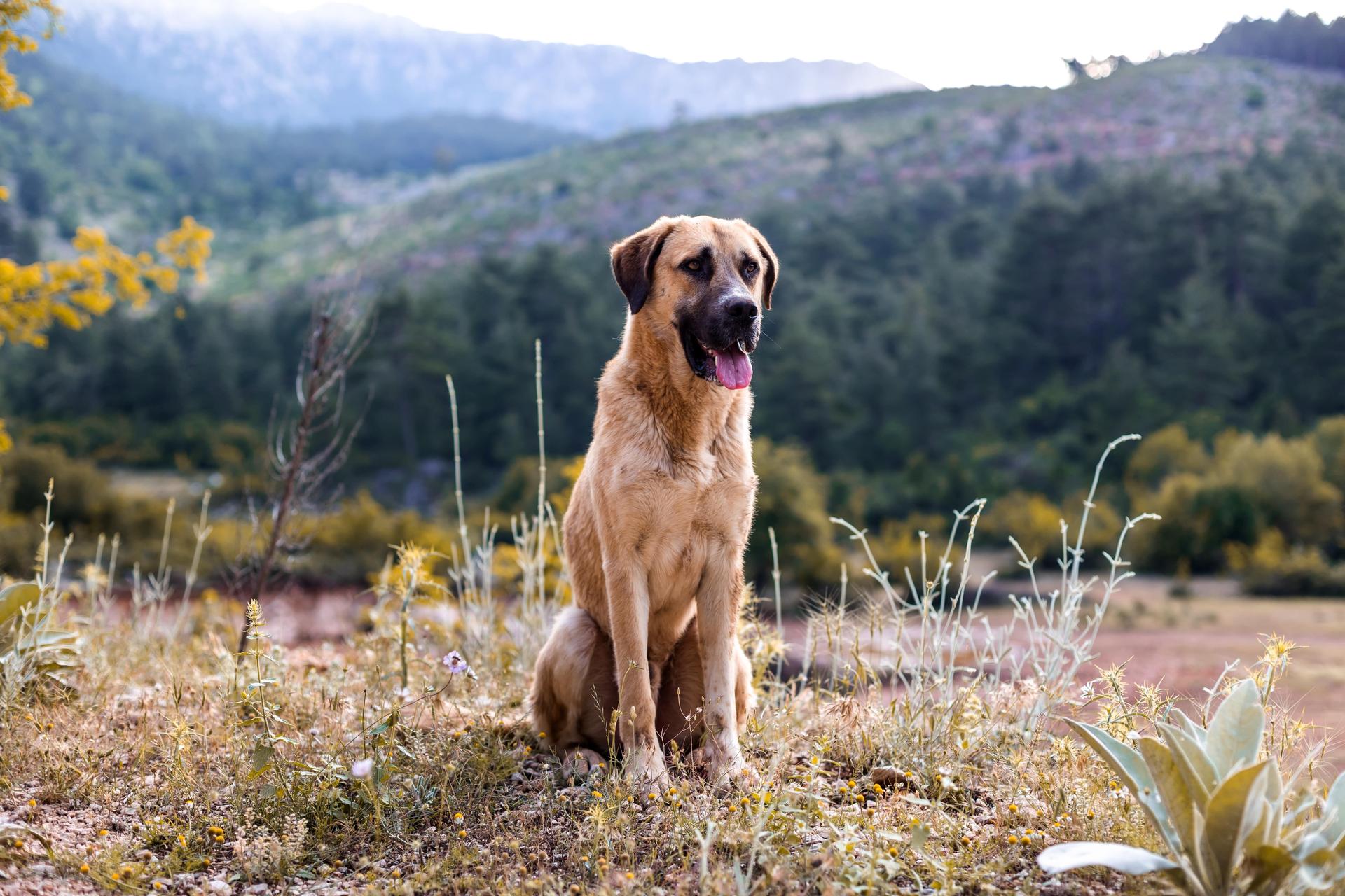 Strong Dog Breeds Ranked: The Strongest Dog in the World?