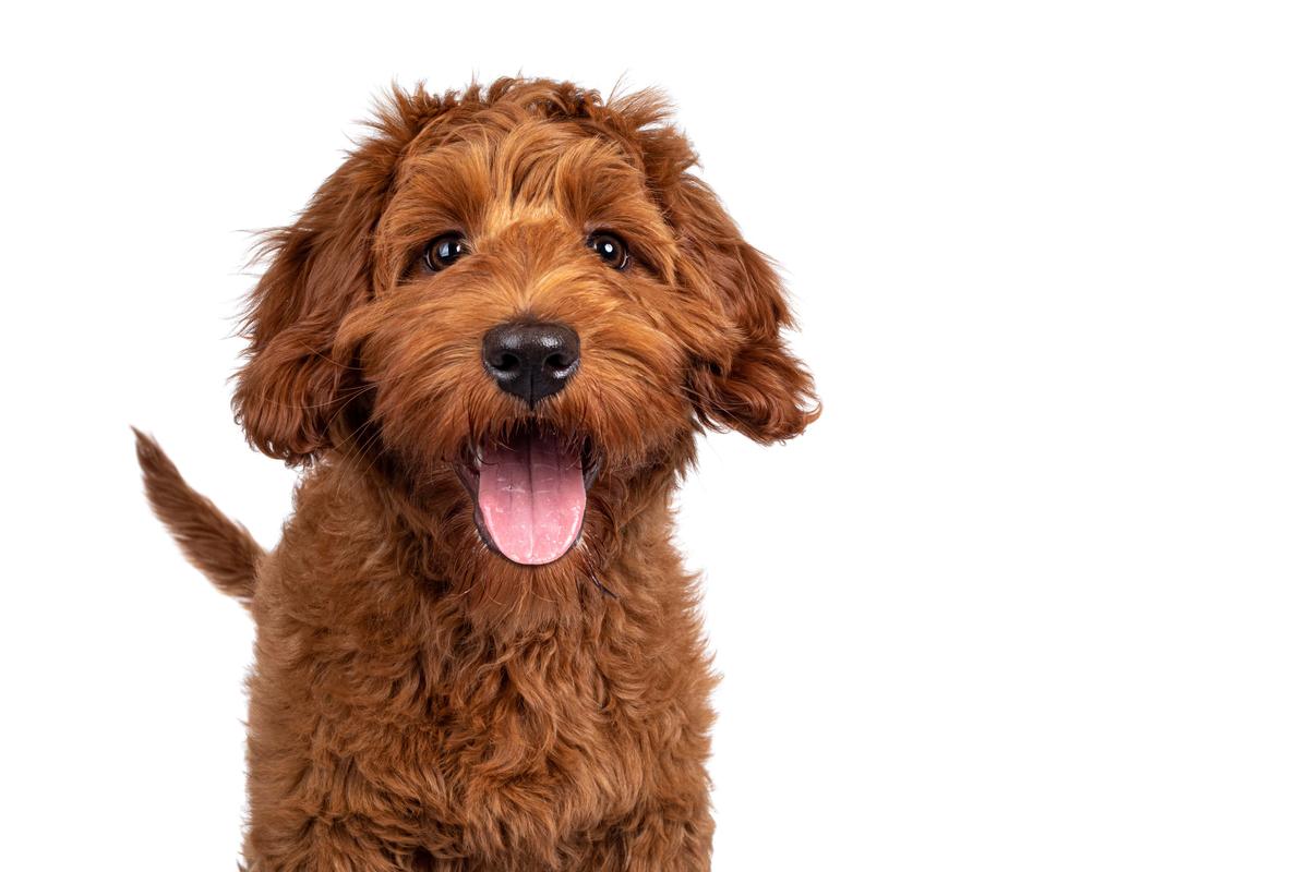 How To Help Freshen Dog Breath at Home - PetLab Co