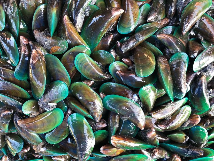 How To Choose A Green Lipped Mussel Supplement For Dogs - PetLab Co