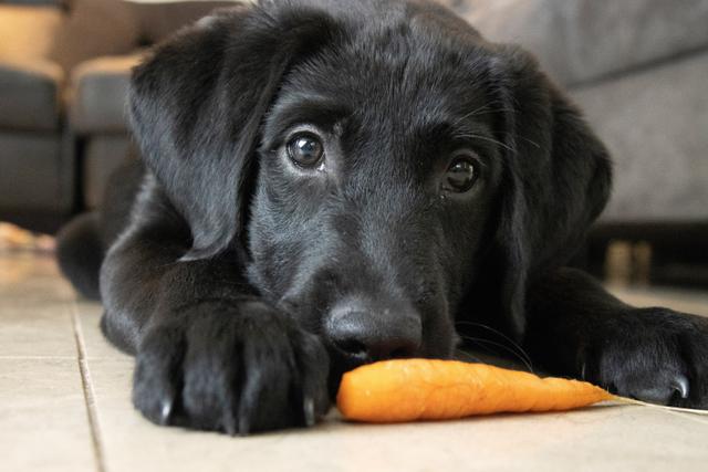 What Is A Good Source of Fiber For Dogs? - PetLab Co