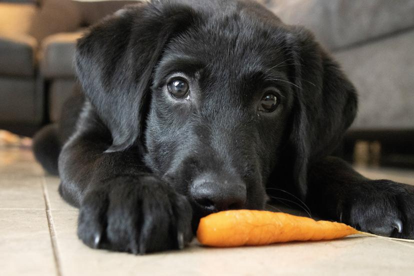 What Is A Good Source of Fiber For Dogs? - PetLab Co
